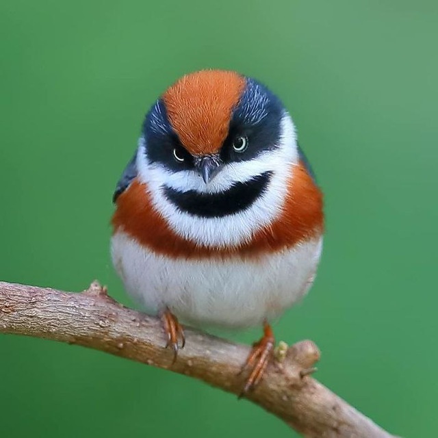 Telegram channel "Birds Pictures World" — @birds — TGStat