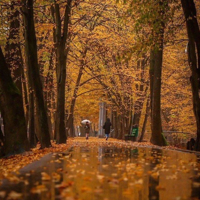 "KUZ MANZARALARI💦🍁" — @kuz_manzarasi_qish_rasmlari Telegram-kanali — TGStat