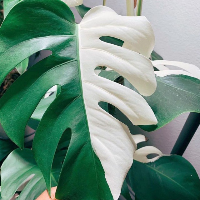 Telegram-канал "🌿 Helen's Jungle Sale 🌿" — @junglesale — TGStat