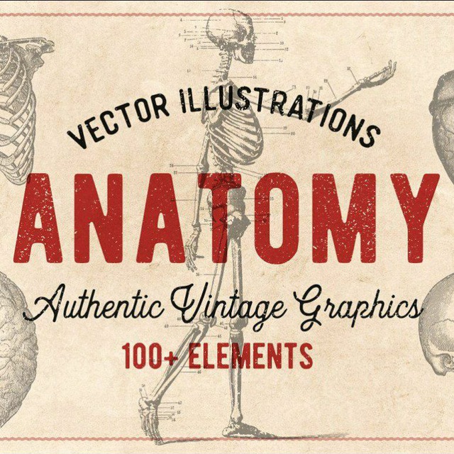 Telegram channel "Anatomy" — @tg_anatomy — TGStat